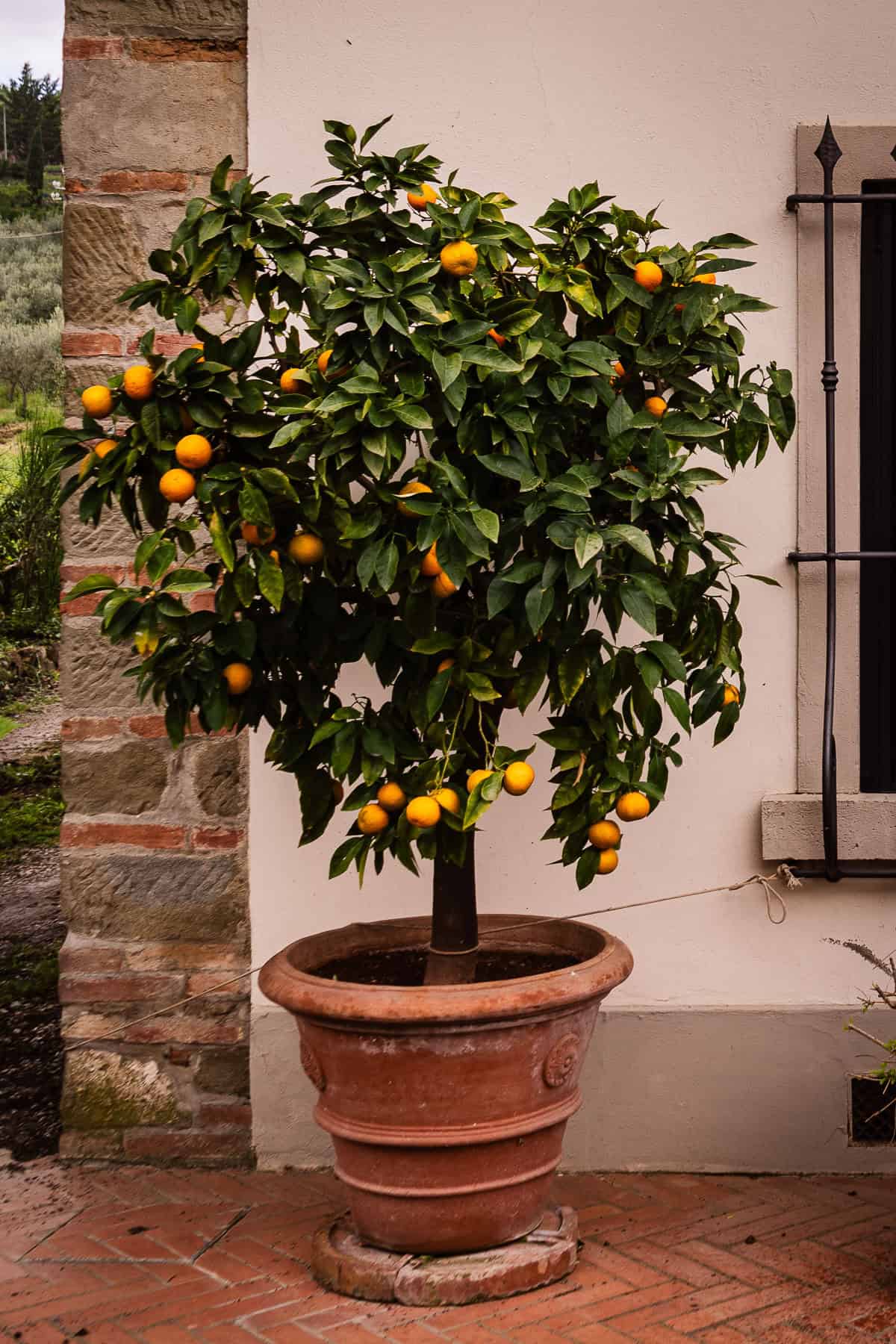 Fresh Recipes from the Sunniest Garden - Under the Citrus Trees